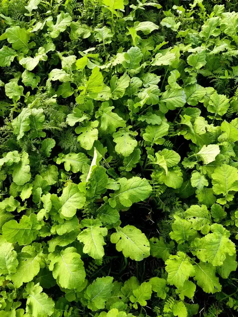 RGT AZOTE 2 - RAGT FR